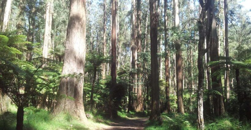 From Melbourne: Dandenong Ranges Private Day Tour - An In-Depth Look at the Dandenong Ranges Private Day Tour