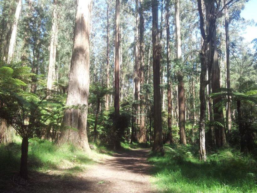 From Melbourne: Dandenong Ranges Private Day Tour - The Sum Up: A Perfect Day for a Nature and Garden Aficionado