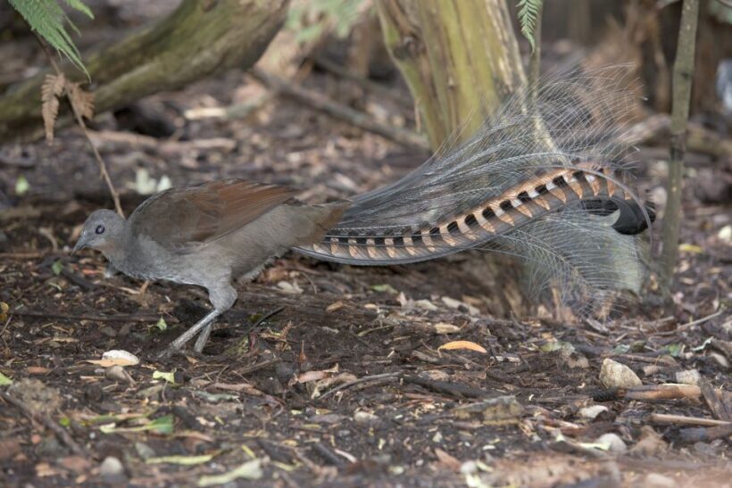 From Melbourne: Dandenong Ranges Private Day Tour - FAQ