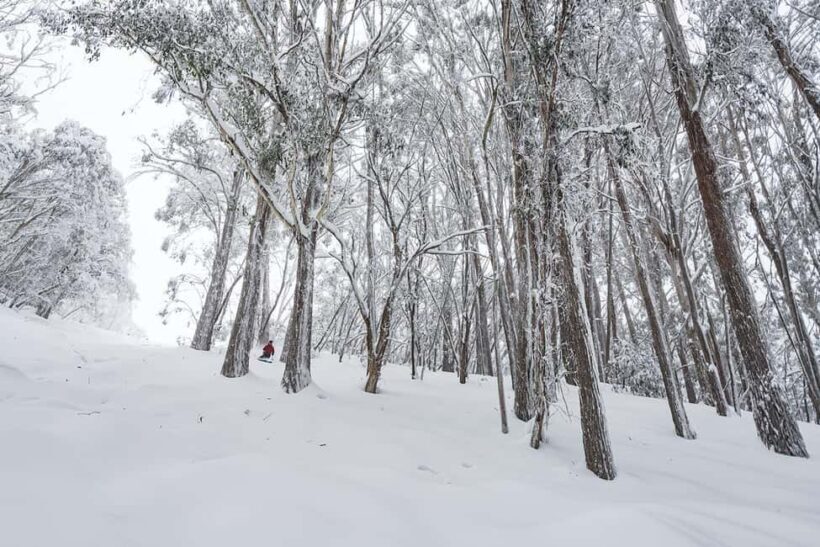 From Melbourne: Day Tour to Mt Buller with Snow Clothes - The Sum Up