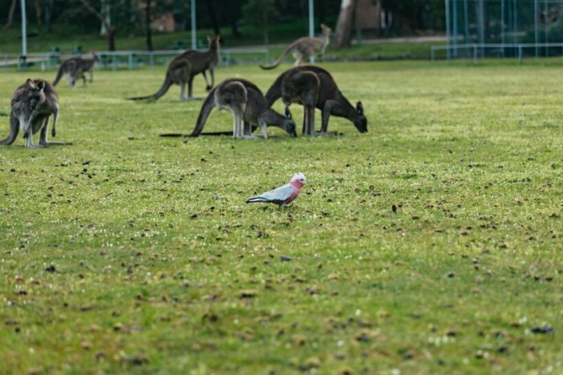 From Melbourne: Grampians National Park Group Tour - Transportation and Comfort