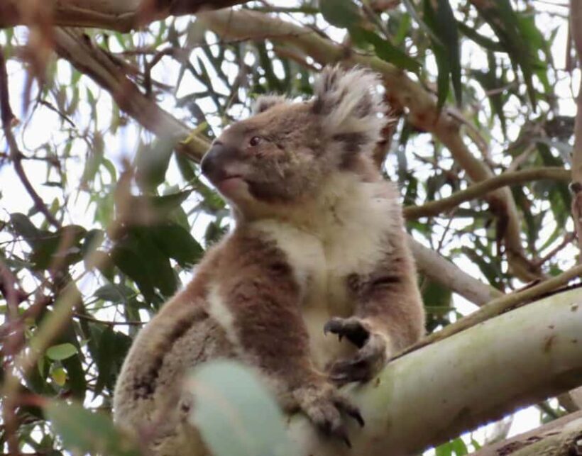 From Melbourne: Great Ocean Road Boutique Tour in Reverse - Considering the Cons