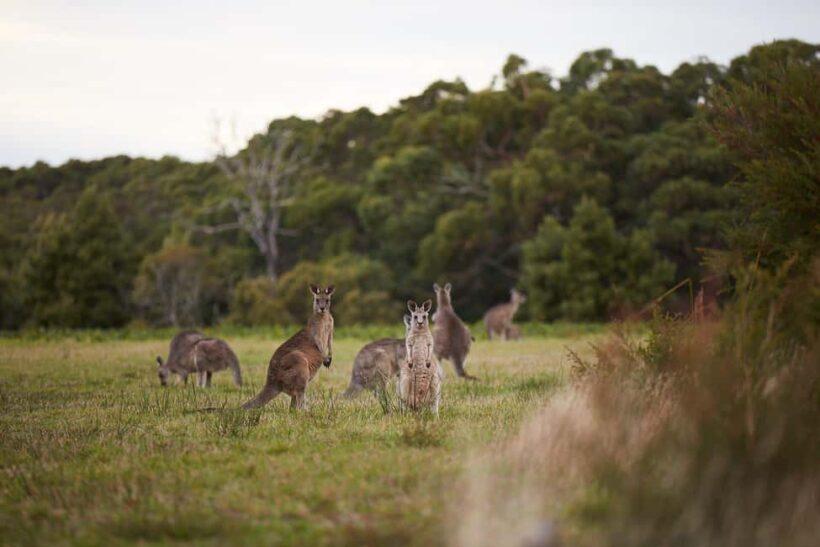 From Melbourne: Great Ocean Road, Dingos, Sparkling & Lunch - FAQ