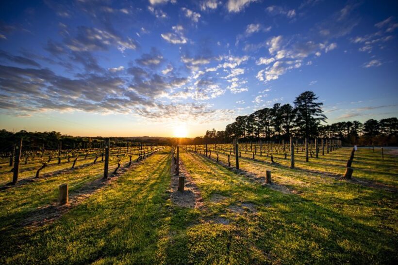 From Melbourne: Mornington Peninsula Food & Wine Taste Trail - The Itinerary in Detail
