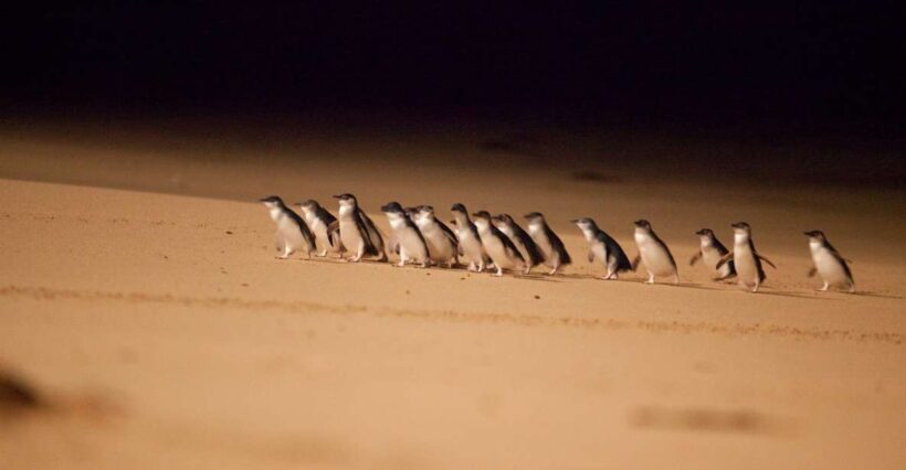 From Melbourne: Penguin Parade Afternoon Tour - Key Points