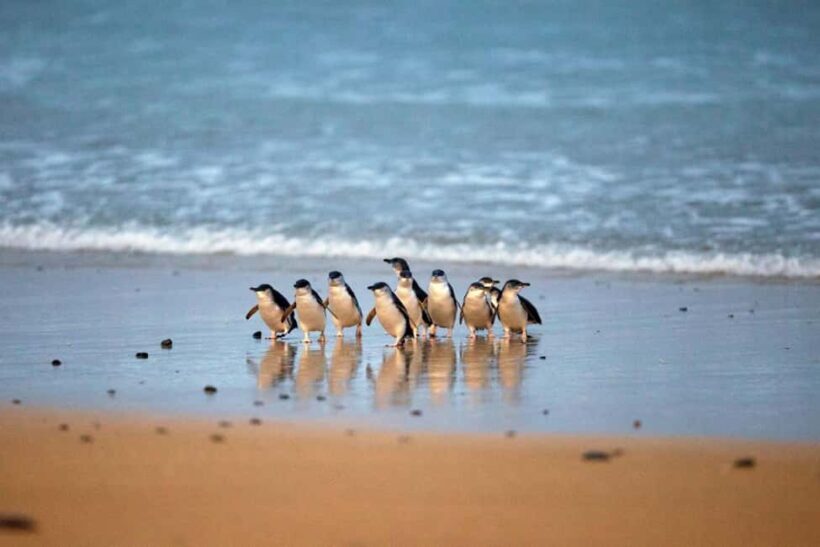 From Melbourne: Penguin Parade and Koalas Tour - The Sum Up