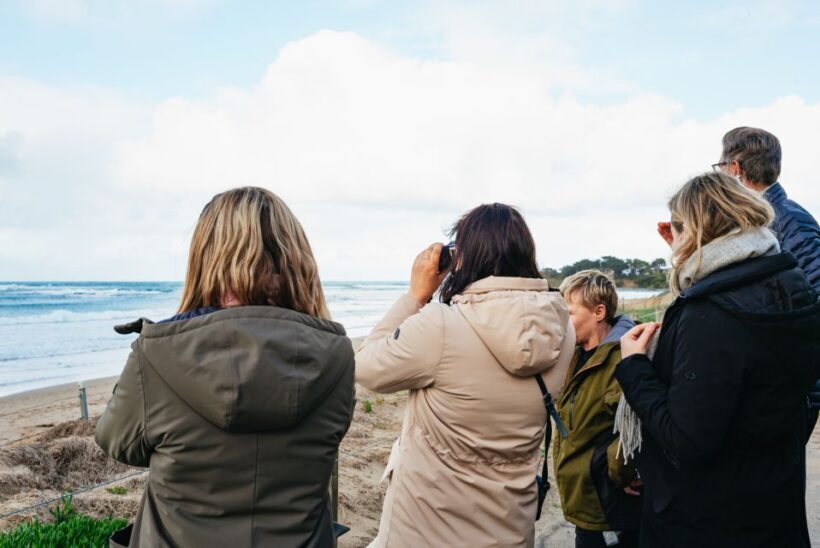 From Melbourne: Penguin Parade, Koalas & Kangaroos - Key Points