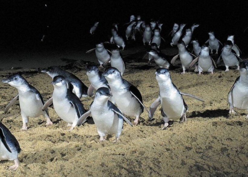 From Melbourne: Penguin Parade, Koalas & Kangaroos - The Itinerary: What to Expect