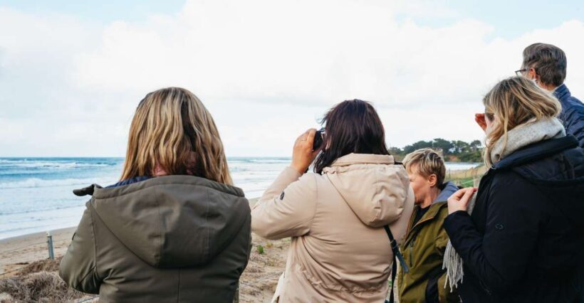 From Melbourne: Penguin Parade, Koalas & Kangaroos - Authentic Experiences and Hidden Gems