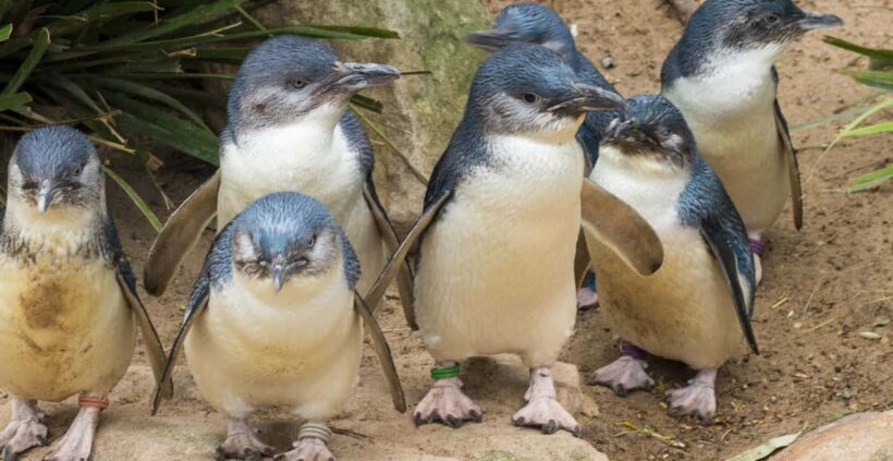 From Melbourne: Penguin Parade, Koalas & Kangaroos - Practical Tips for Travelers