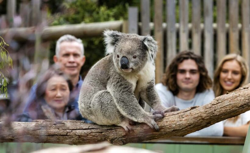 From Melbourne: Penguin Parade, Koalas & Kangaroos - Frequently Asked Questions