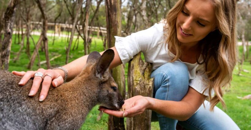 From Melbourne: Penguins and Wildlife Nature Day Tour - Introduction