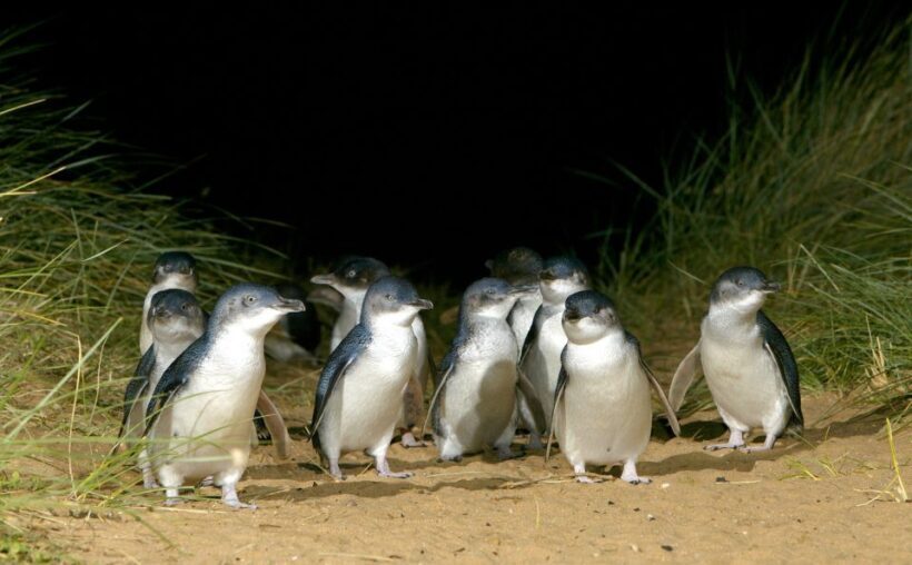 From Melbourne: Penguins and Wildlife Nature Day Tour - FAQ