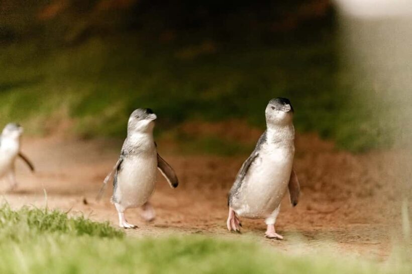 From Melbourne: Phillip Is Penguin Parade & Koala Reserve - Key Points