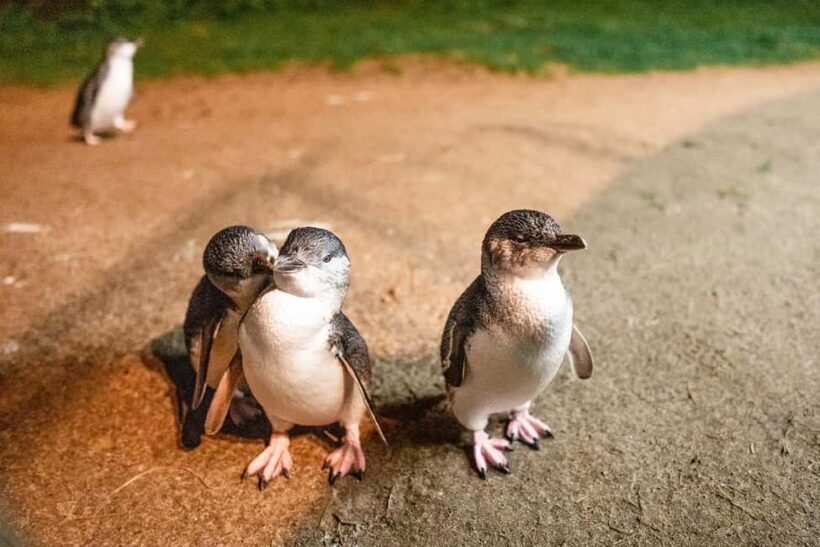 From Melbourne: Phillip Is Penguin Parade & Koala Reserve - An In-Depth Look at the Phillip Island Day Tour from Melbourne