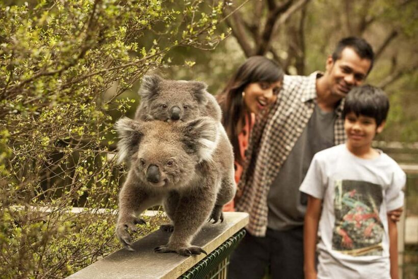From Melbourne: Phillip Is Penguin Parade & Koala Reserve - Who Will Love This Tour?