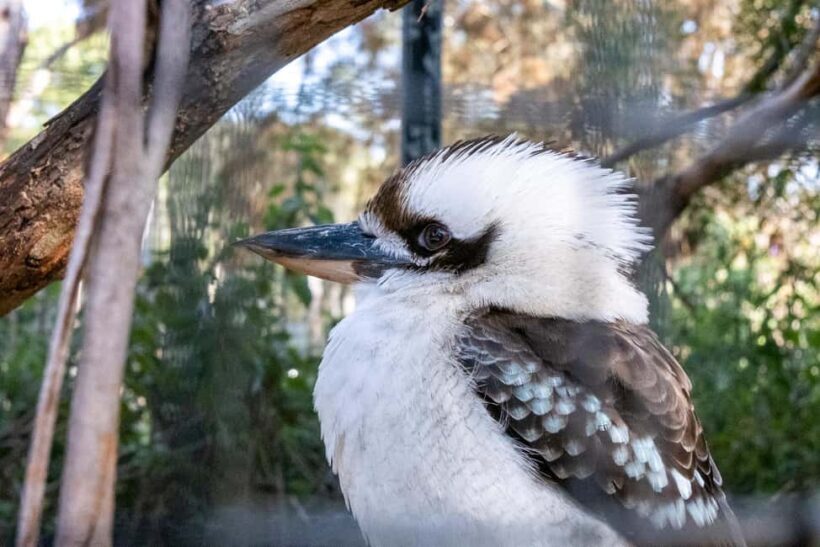 From Melbourne: Phillip Island and Penguin Parade Day Tour - Authentic Insights from Travelers