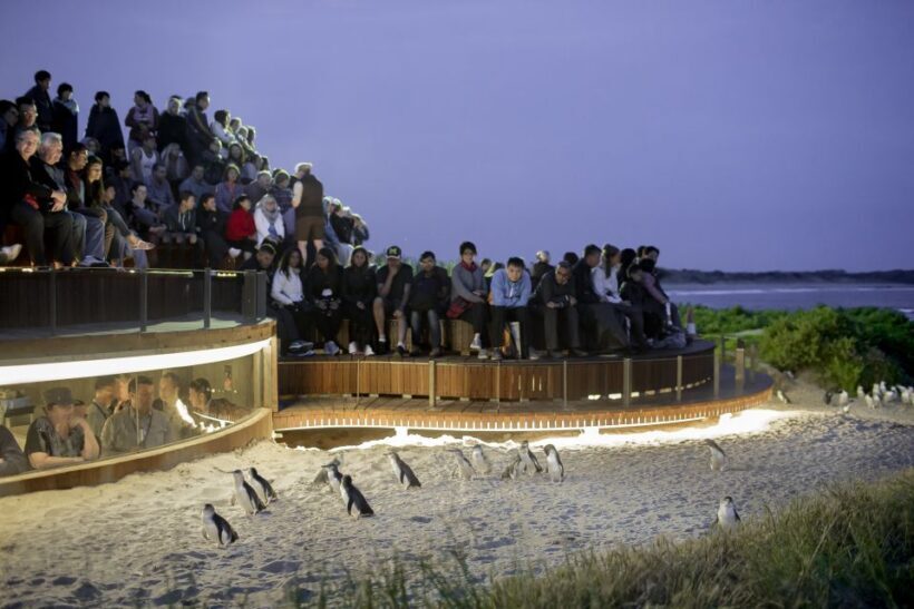 From Melbourne: Phillip Island Penguin Parade Eco Tour - An Introduction to the Phillip Island Eco Tour Experience