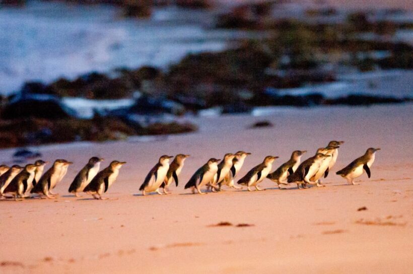 From Melbourne: Phillip Island Penguin Parade Eco Tour - Exploring the Itinerary in Depth