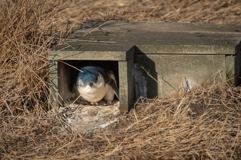 From Melbourne: Phillip Island Penguin Parade Eco Tour - The Sum Up