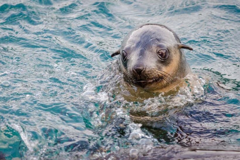 From Melbourne: Phillip Island Penguin Parade Express Tour - Key Points