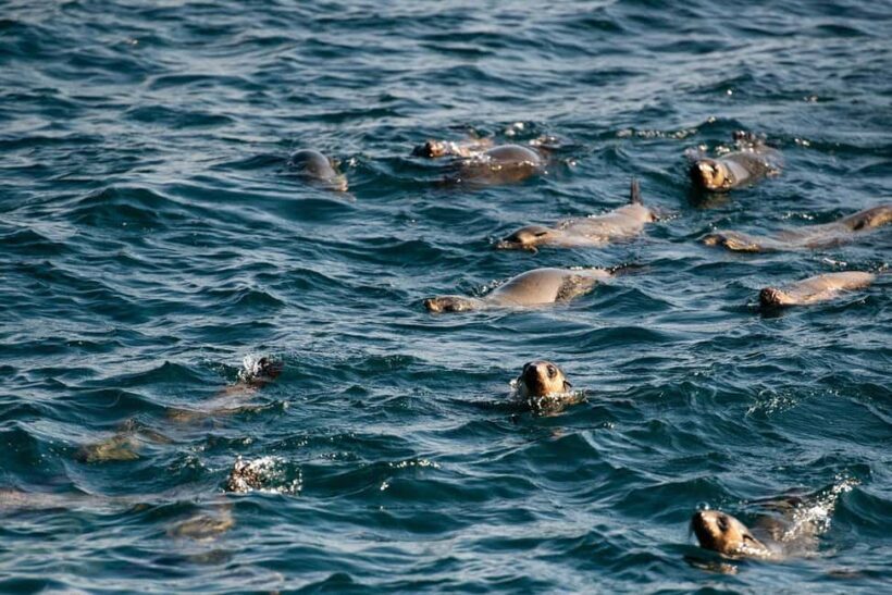 From Melbourne: Phillip Island Penguin Parade Express Tour - The Itinerary: What to Expect