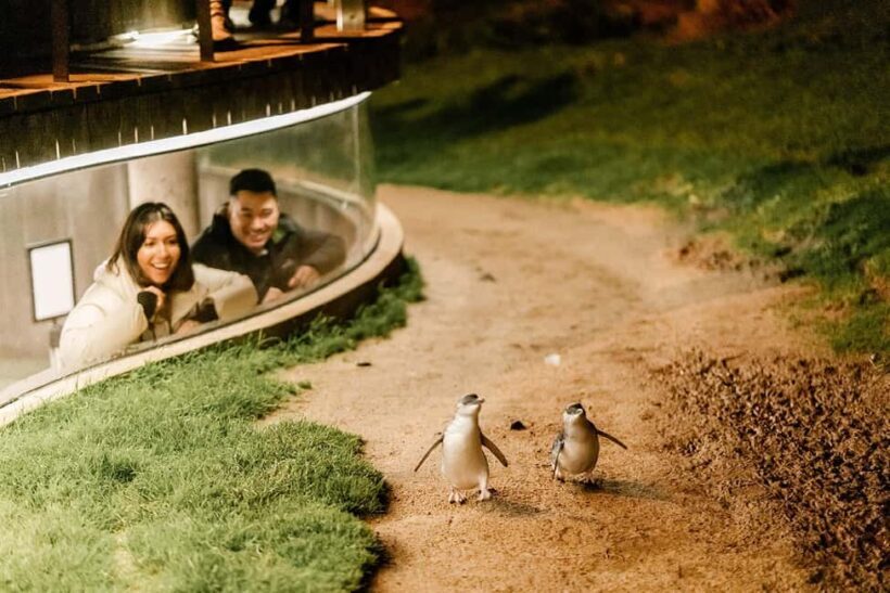 From Melbourne: Phillip Island Penguin Plus - Grandstand - The Scenic Stops and First Impressions