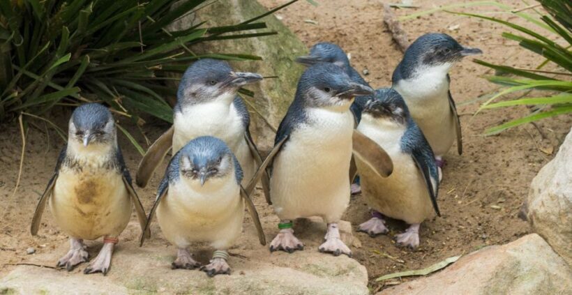 From Melbourne: Puffing Billy and Penguin Parade Combo Tour - Key Points