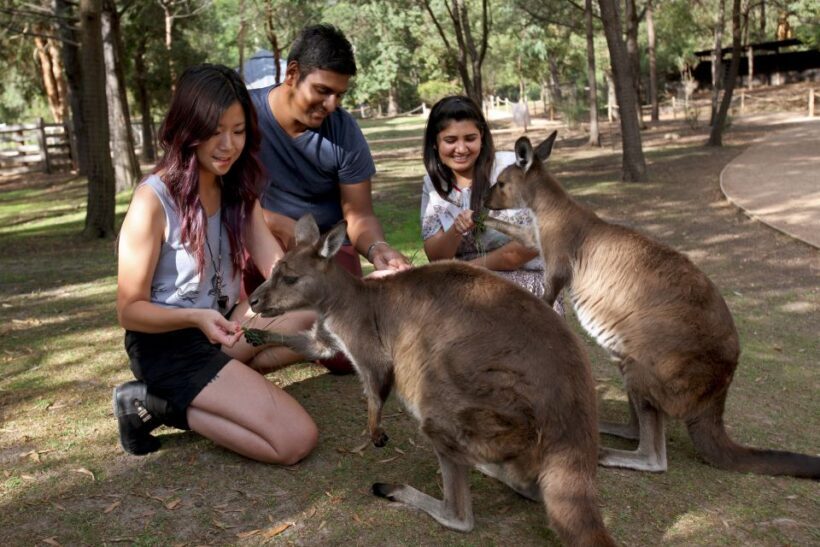 From Melbourne: Puffing Billy Steam Train & Wildlife Tour - Considerations Before Booking