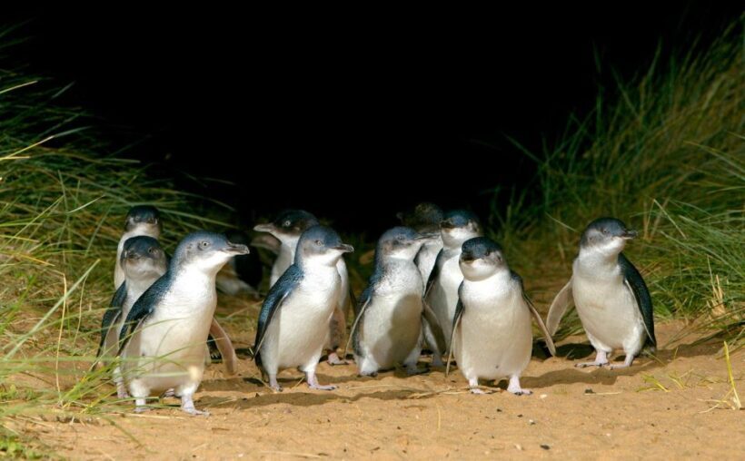 From Melbourne: Puffing Billy Train & Penguins Wildlife Tour - Frequently Asked Questions