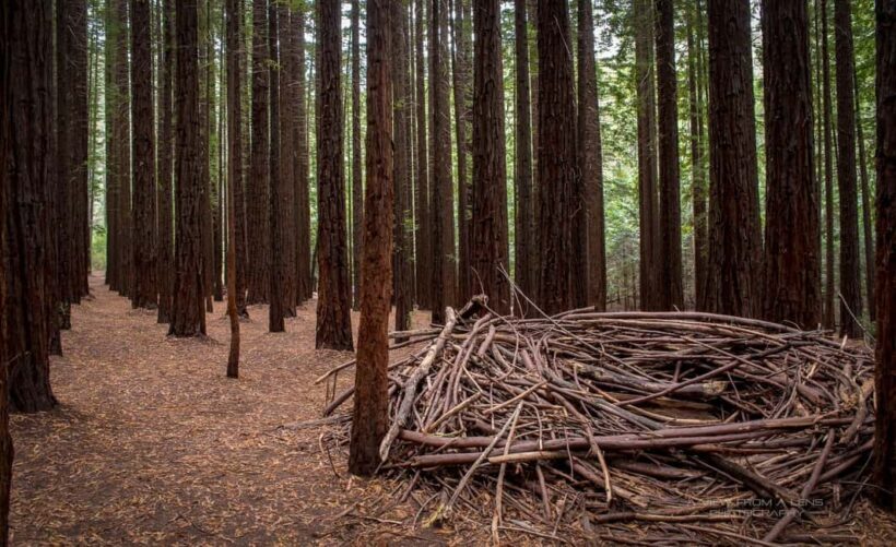 From Melbourne: Redwoods Forest & Yarra Valley Wine Tour - The Bottom Line
