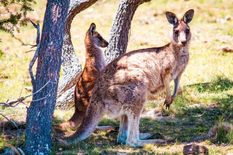 From Melbourne: Small Group Great Ocean Road Tour - Who Should Consider This Tour?