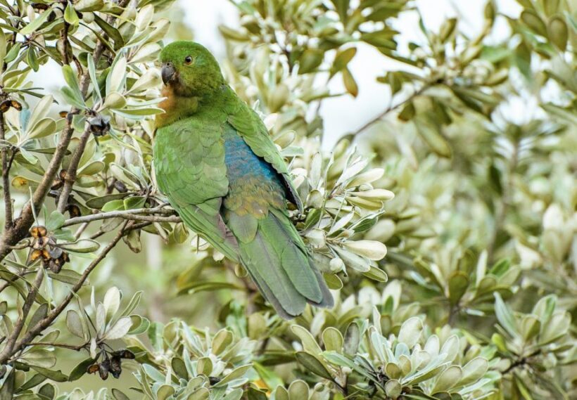 From Melbourne: Small Group Great Ocean Road Tour - FAQ