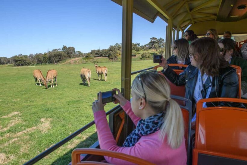 From Melbourne: Werribee Open Range Zoo & Werribee Mansion - What We Love About the Tour