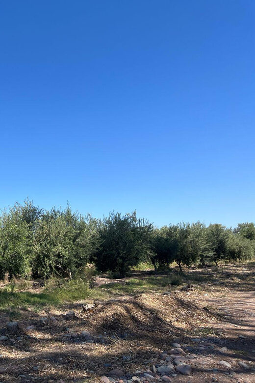 From Mendoza: 3 Wineries, Olive Oil Factory Tour & Tasting - Key Points