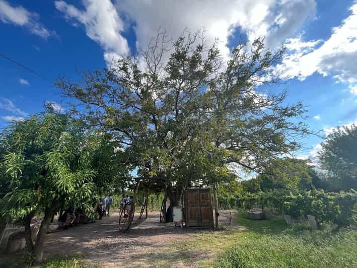 From Mendoza: 3 Wineries, Olive Oil Factory Tour & Tasting - Introduction