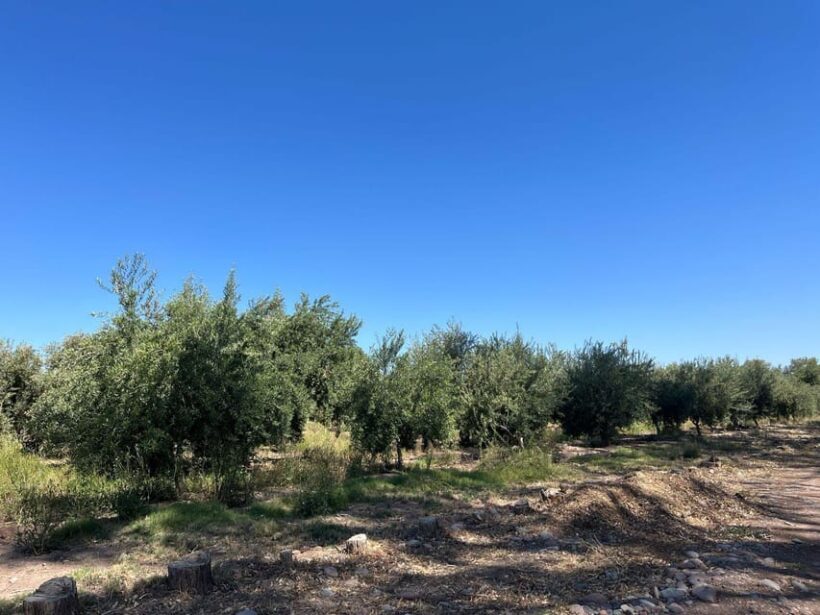 From Mendoza: 3 Wineries, Olive Oil Factory Tour & Tasting - Authenticity and Quality