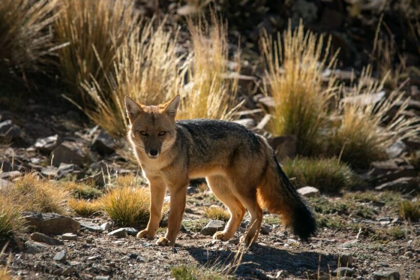 From Mendoza: Villavicencio, Uspallata Private Tour With BBQ - Key Points