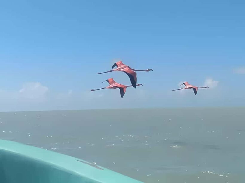 From Merida: Celestun, flamingos and beach - From Merida: Celestún, Flamingos, and Beach — A Complete Traveler’s Guide