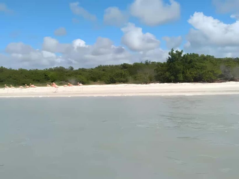From Merida: Celestun, flamingos and beach - Deep Dive into the Itinerary