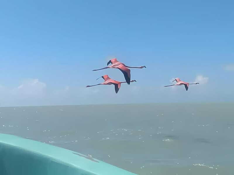 From Merida: Celestun, flamingos and beach - Authentic Experiences and Traveler Feedback