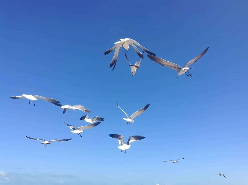 From Mérida: Enjoy nature, cenotes and beach in one day - Practical Details for Travelers