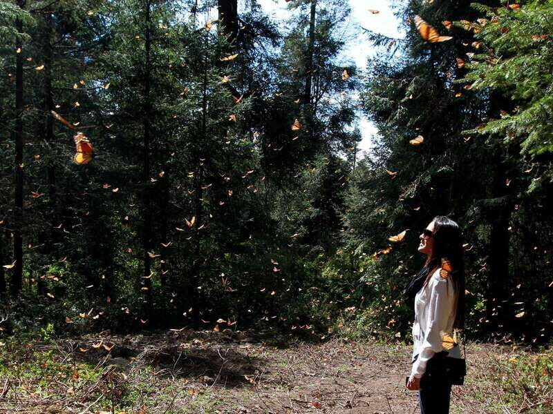 From Mexico City: 7-Day Monarch Butterfly Tour - Who Should Consider This Tour?