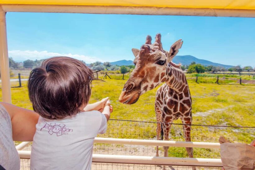 From Mexico City: Teotihuacan Tour & Reino Animal For Kids - Key Points