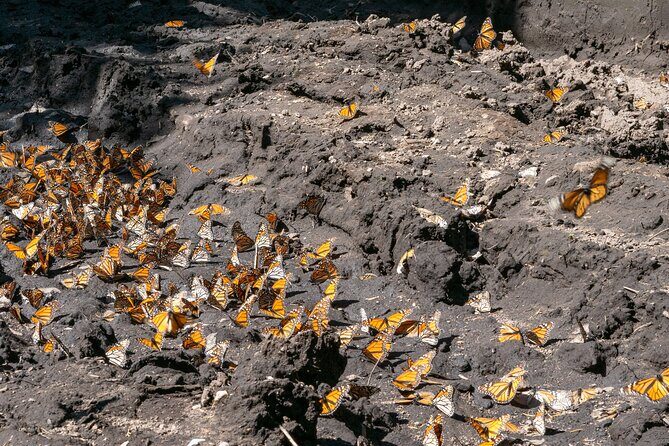 From Mexico City: Valle de Bravo & Butterfly Sanctuary - A Deep Dive into the Experience