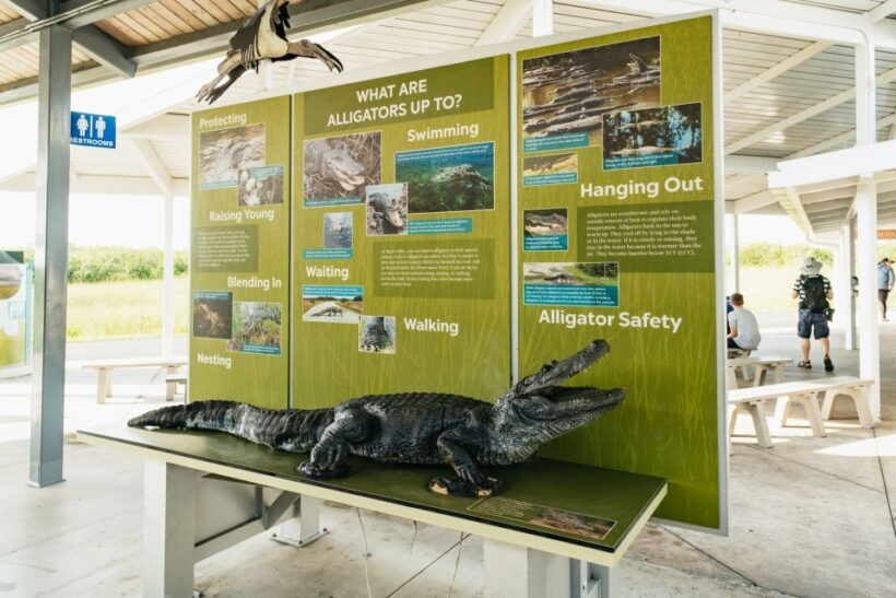 From Miami: Everglades Airboat Ride and Nature Walk - FAQ