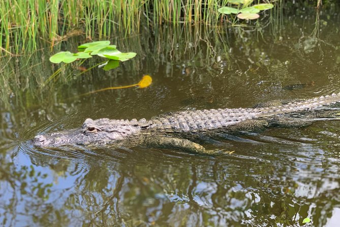 From Miami: Everglades Airboat, Wildlife Show, and Roundtrip Bus - Customer Reviews and Experiences