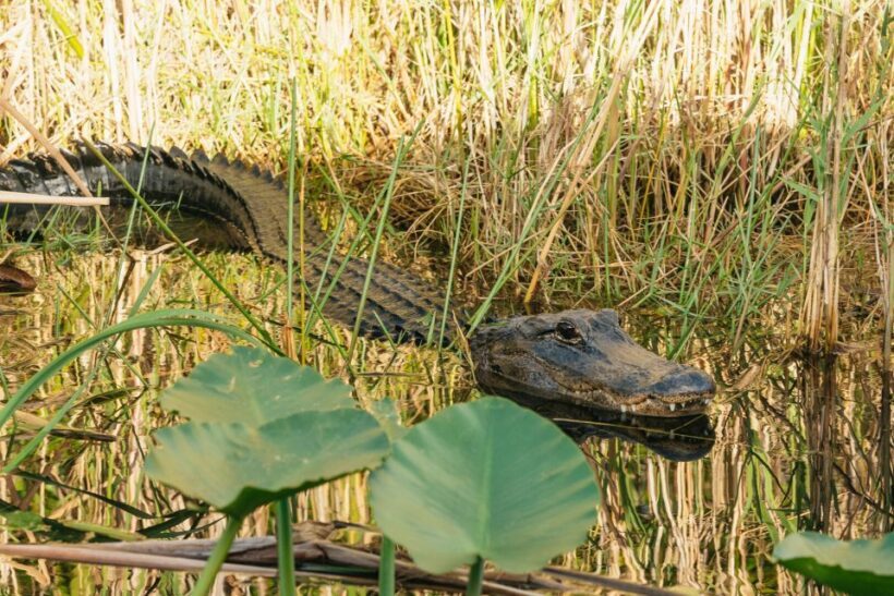 From Miami: Everglades Airboat, Wildlife Show & Bus Transfer - FAQ
