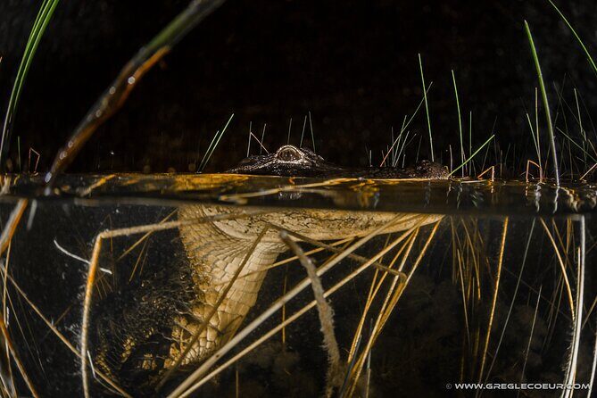 From Miami: Everglades at Night with Airboat and Alligators Tour - Learning About the Ecosystem and Culture