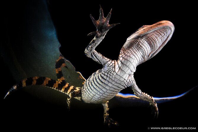 From Miami: Everglades at Night with Airboat and Alligators Tour - Practical Aspects and Group Size
